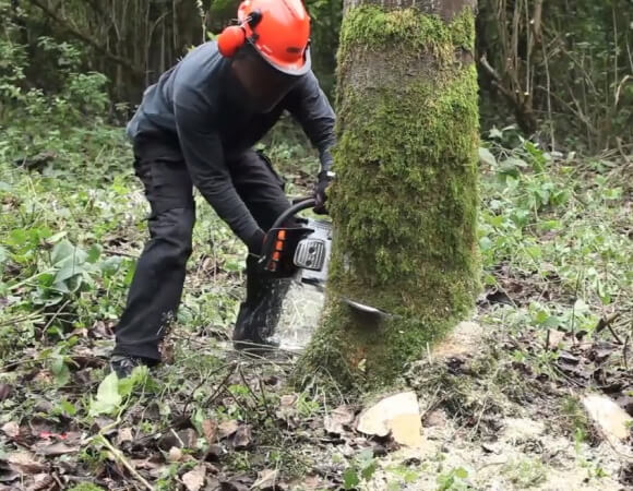 Tala De árboles Livorno Las 8 Mejores Empresas De Tala De árboles En